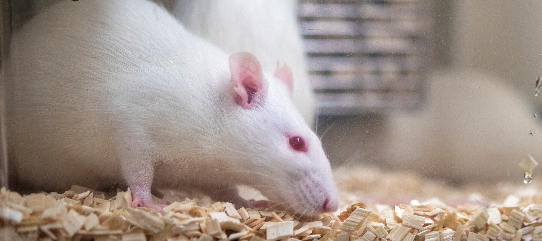 Guidance for Animal and Laboratory Workers | Occupational Health ...